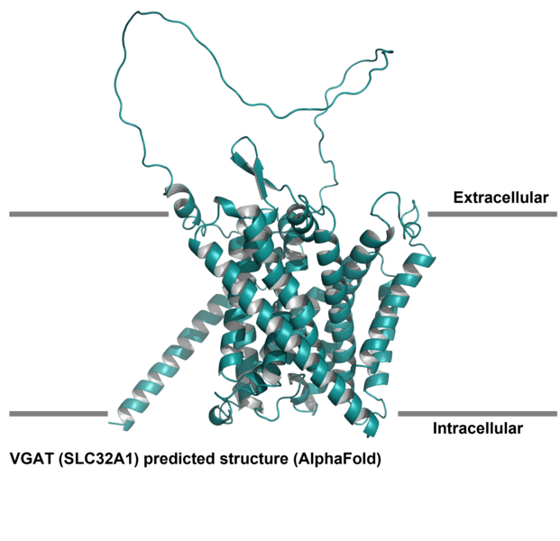 Anti-Vesicular GABA transporter (VGAT) antibody ValidAb™ | GABA marker| HB6714